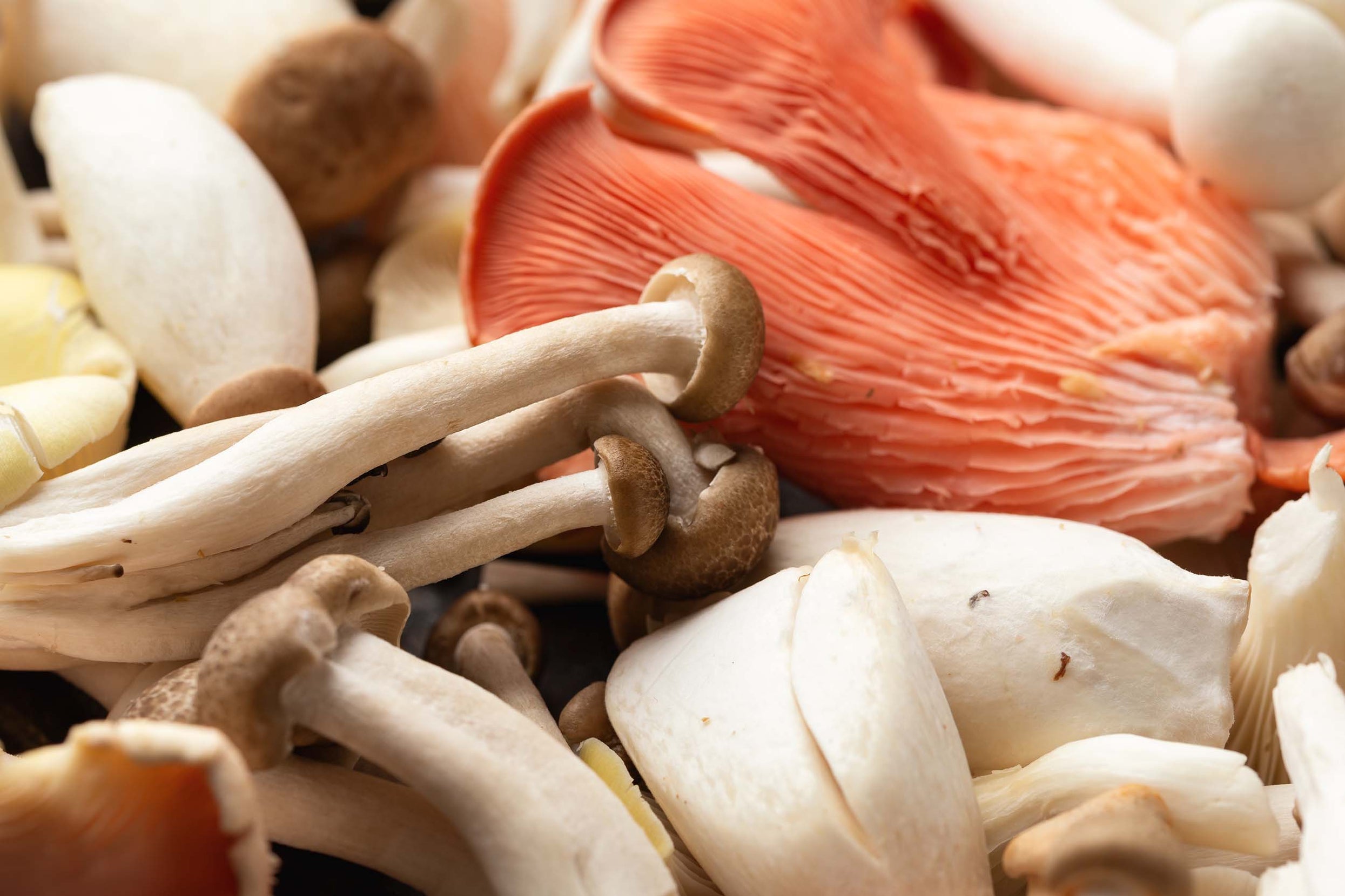 Bienvenue chez champimignons